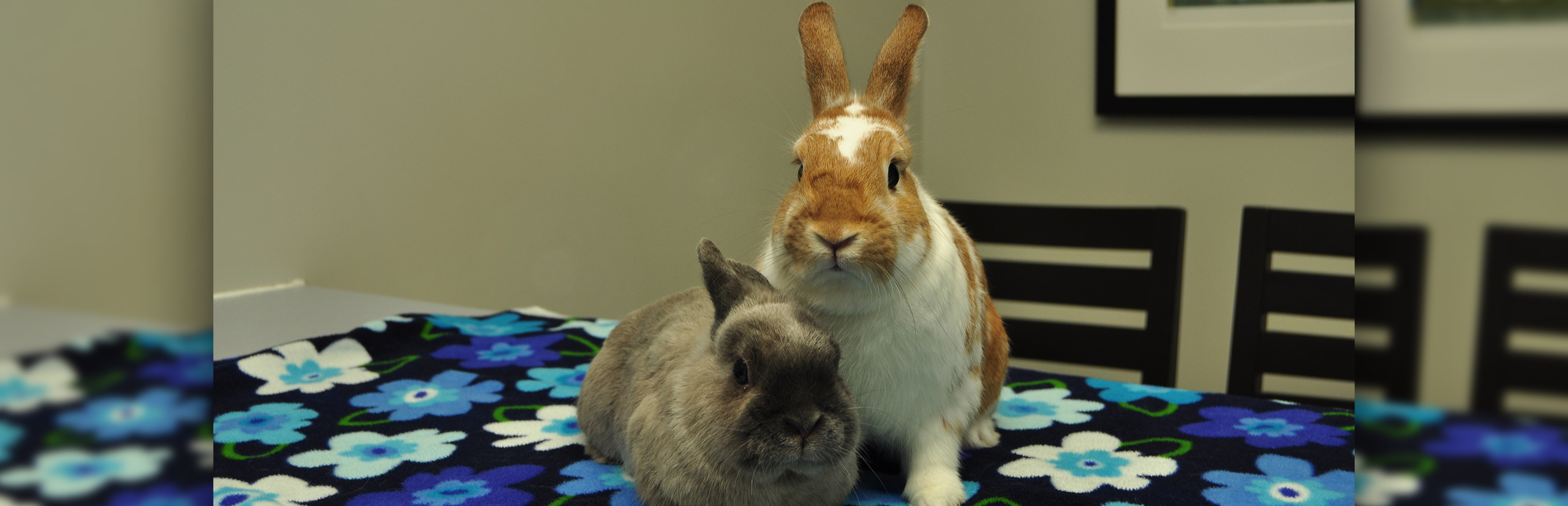 Aging Gracefully and Comfortably for Rabbits | Kingsbrook Animal Hospital