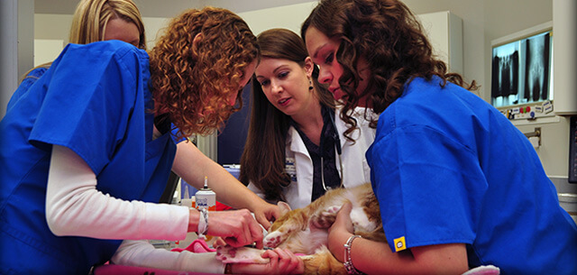 Meet the Veterinary Technicians at Kingsbrook Animal Hospital