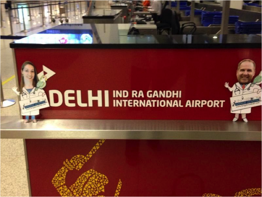 Flat KAH Project goes global! - Kingsbrook Animal Hospital